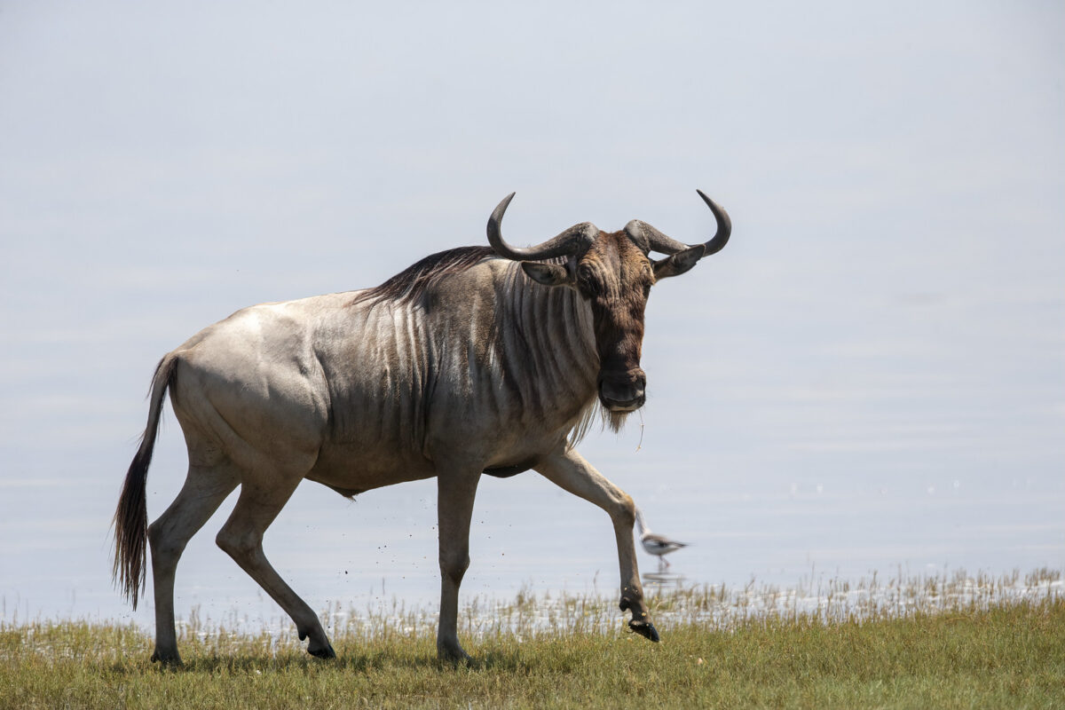 The Incredible Journey: A Timeless Timeline of The Great Beast ...