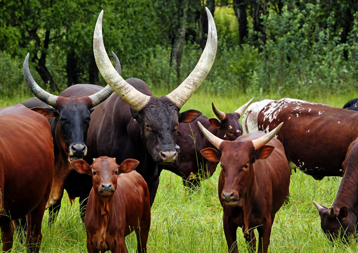 Banyankore Culture: The Cattle-Herders of Western Uganda – Gorilla ...