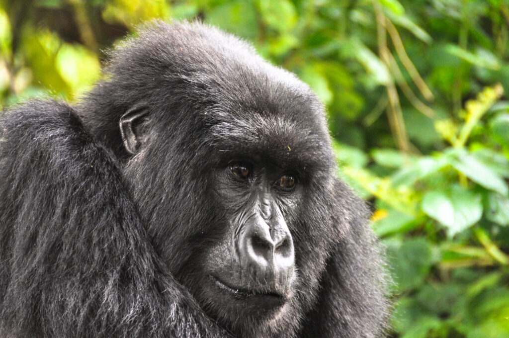 Differences Between Eastern and Western Gorillas – Gorilla Safari Holidays